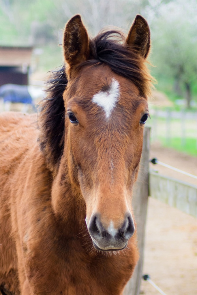 Why Equine Vaccinations Matter | Dutchess County, NY | Advanced Equine HV