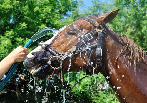Is My Horse Dehydrated? | Hudson Valley, NY | Advanced Equine