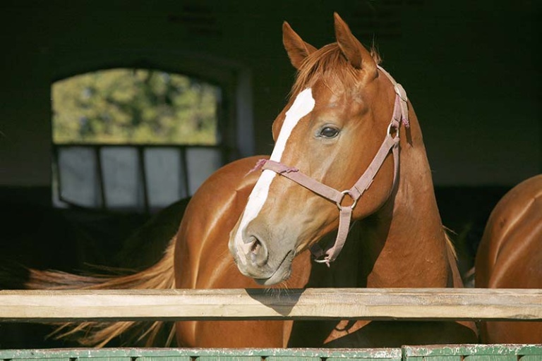 EOTRH - Dental Disease In Horses: Common Causes | Hudson Valley, NY ...