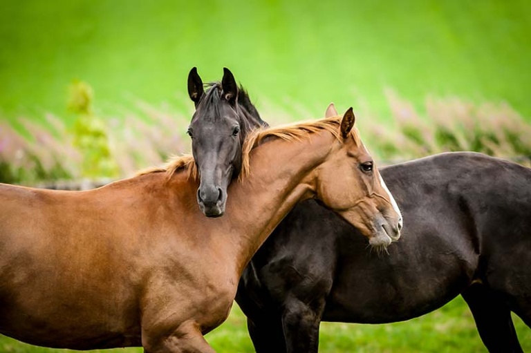 EOTRH - Dental Disease In Horses: Common Causes | Hudson Valley, NY ...