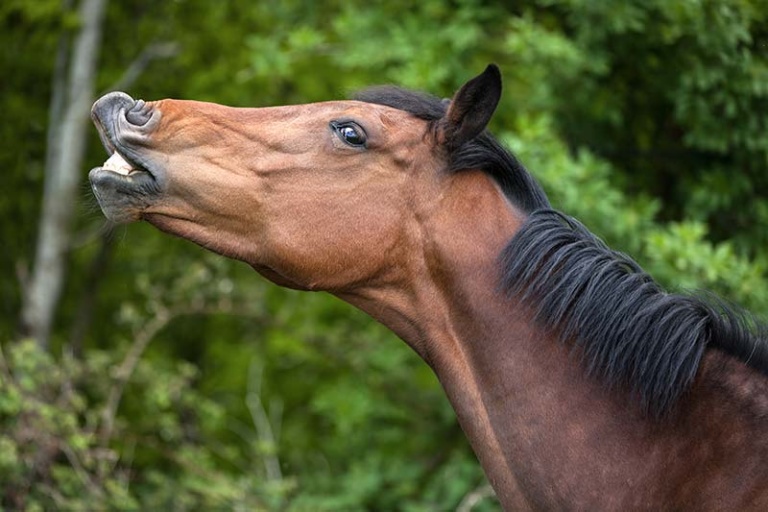 EOTRH - Dental Disease In Horses: Common Causes | Hudson Valley, NY ...